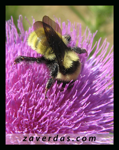 Harry Zaverdas Photography